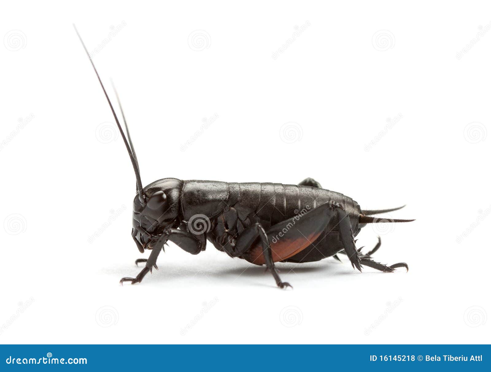 Grillo nero fotografia stock. Immagine di adulto, isolato - 16145218