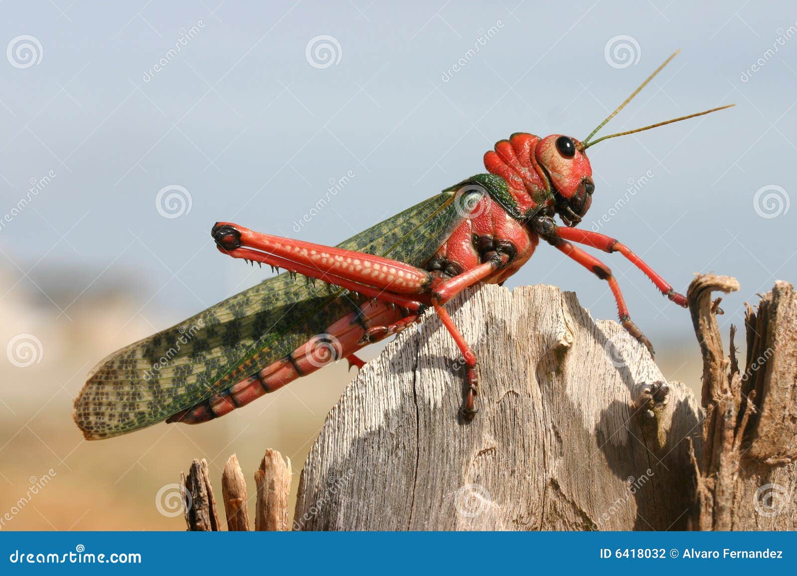 Grillo rosso fotografia stock. Immagine di locusta, rosso - 6418032