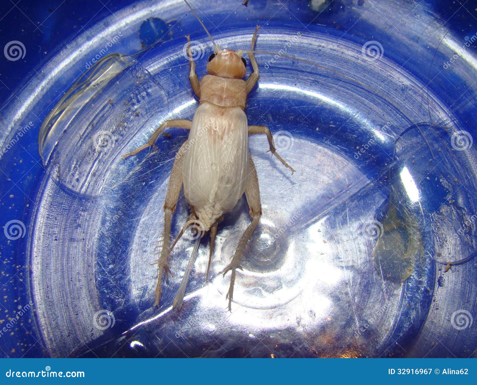 Grillo silencioso blanco imagen de archivo. Imagen de alimento - 32916967