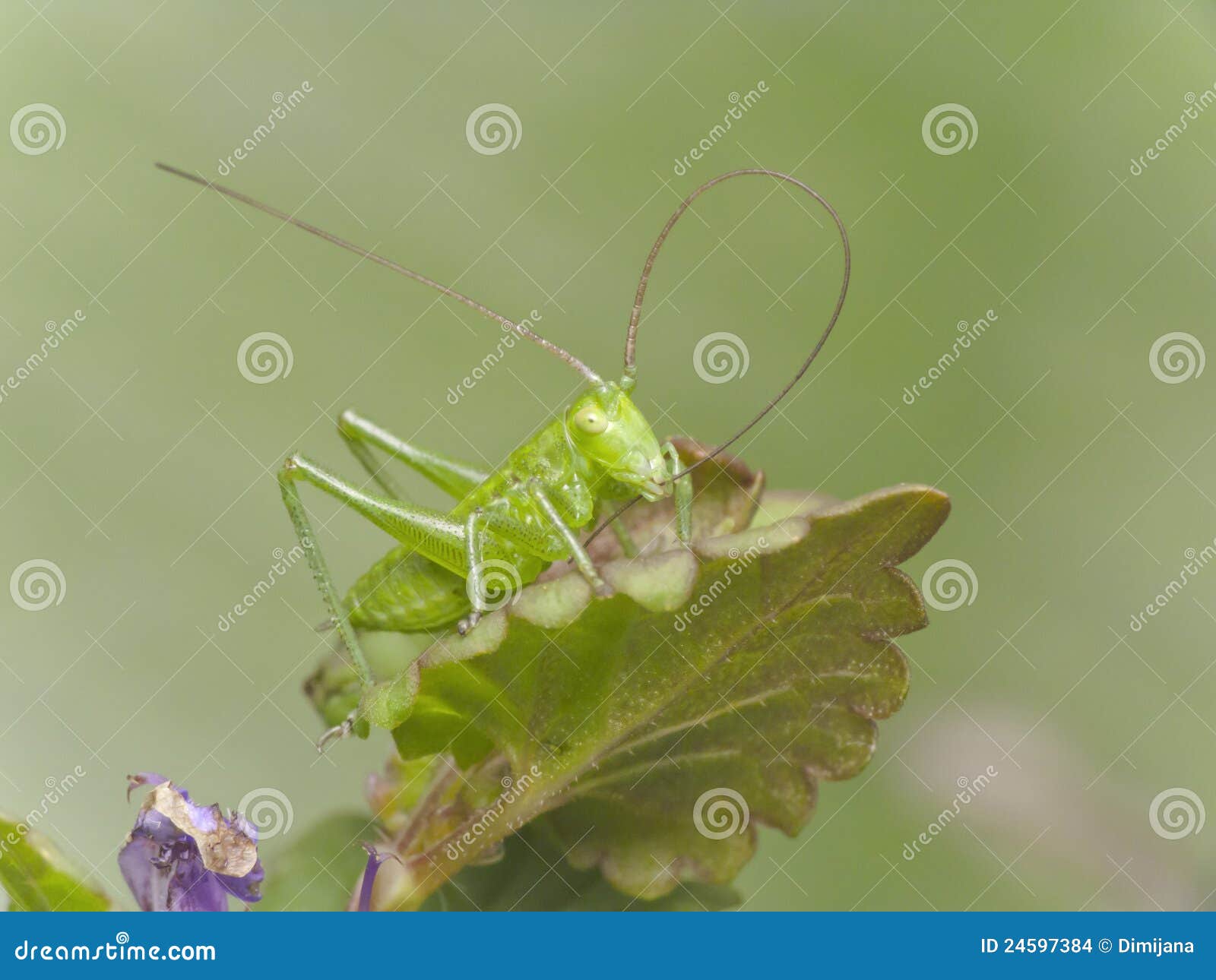 Grillo verde foto de archivo. Imagen de fauna, detalle - 24597384