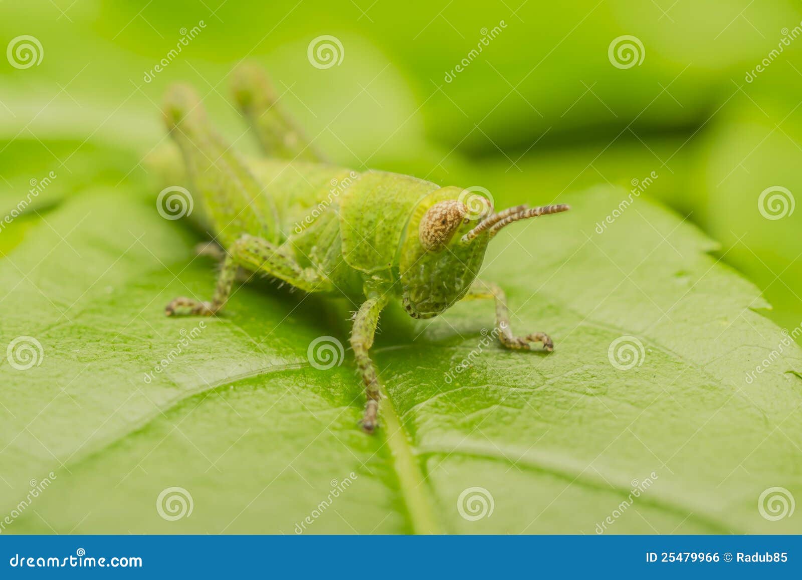 Grillo verde foto de archivo. Imagen de fauna, insectos - 25479966