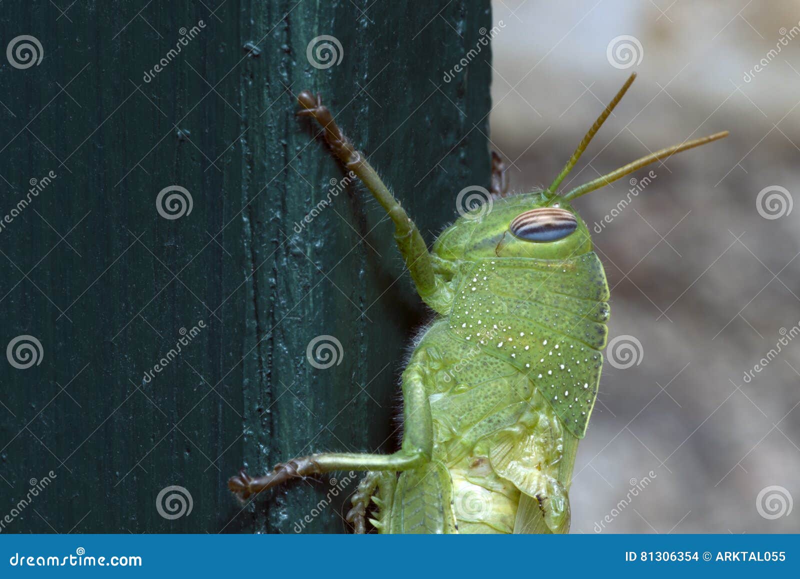 Grillo verde grande foto de archivo. Imagen de alimento - 81306354