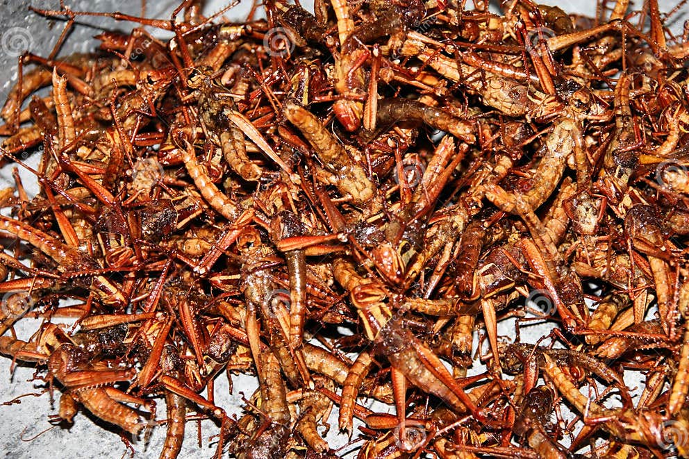 Grillos fritos imagen de archivo. Imagen de insecto, vendedor - 22929733