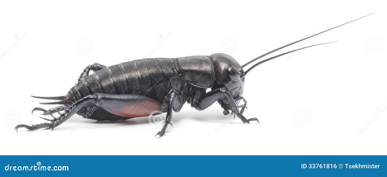 Grilo foto de stock. Imagem de grilo, animais, pets, insetos - 33761816