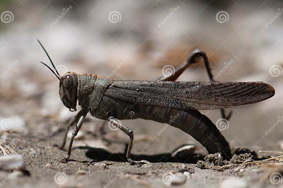 Grilo de Brown foto de stock. Imagem de bonito, marrom - 13279608