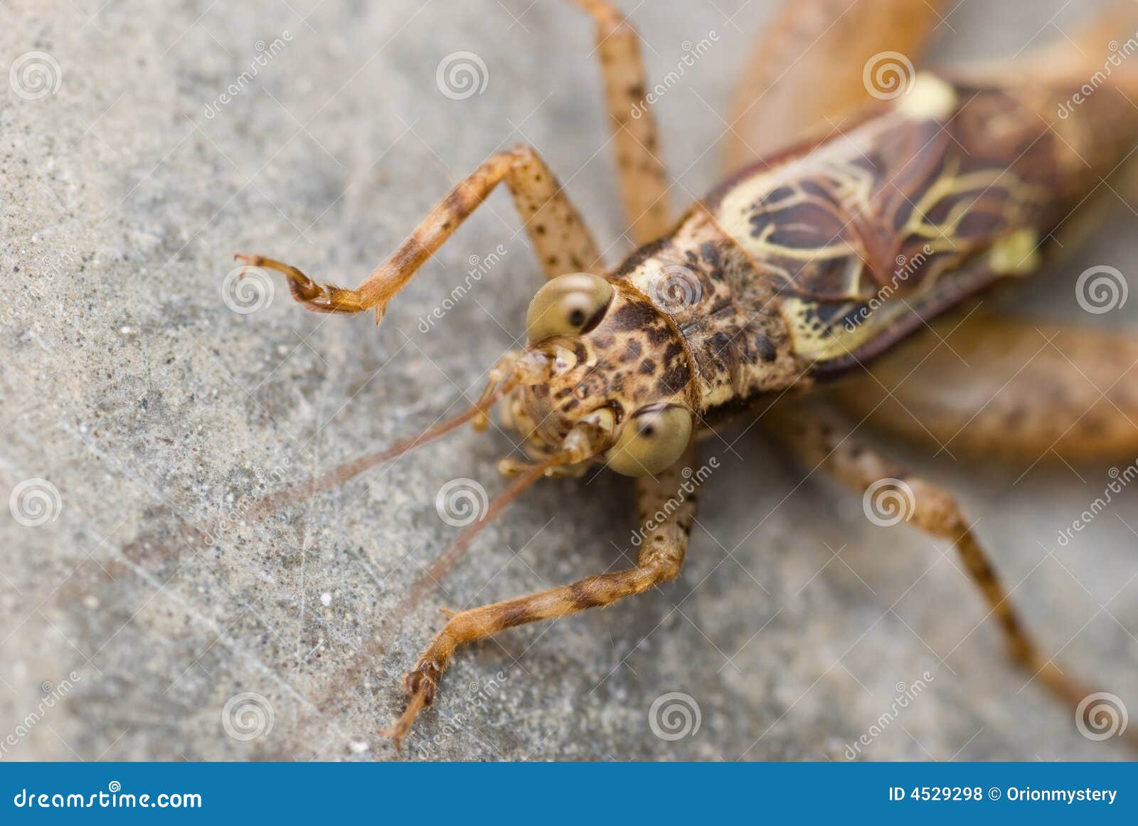 Grilo de Brown foto de stock. Imagem de exterior, wildlife - 4529298