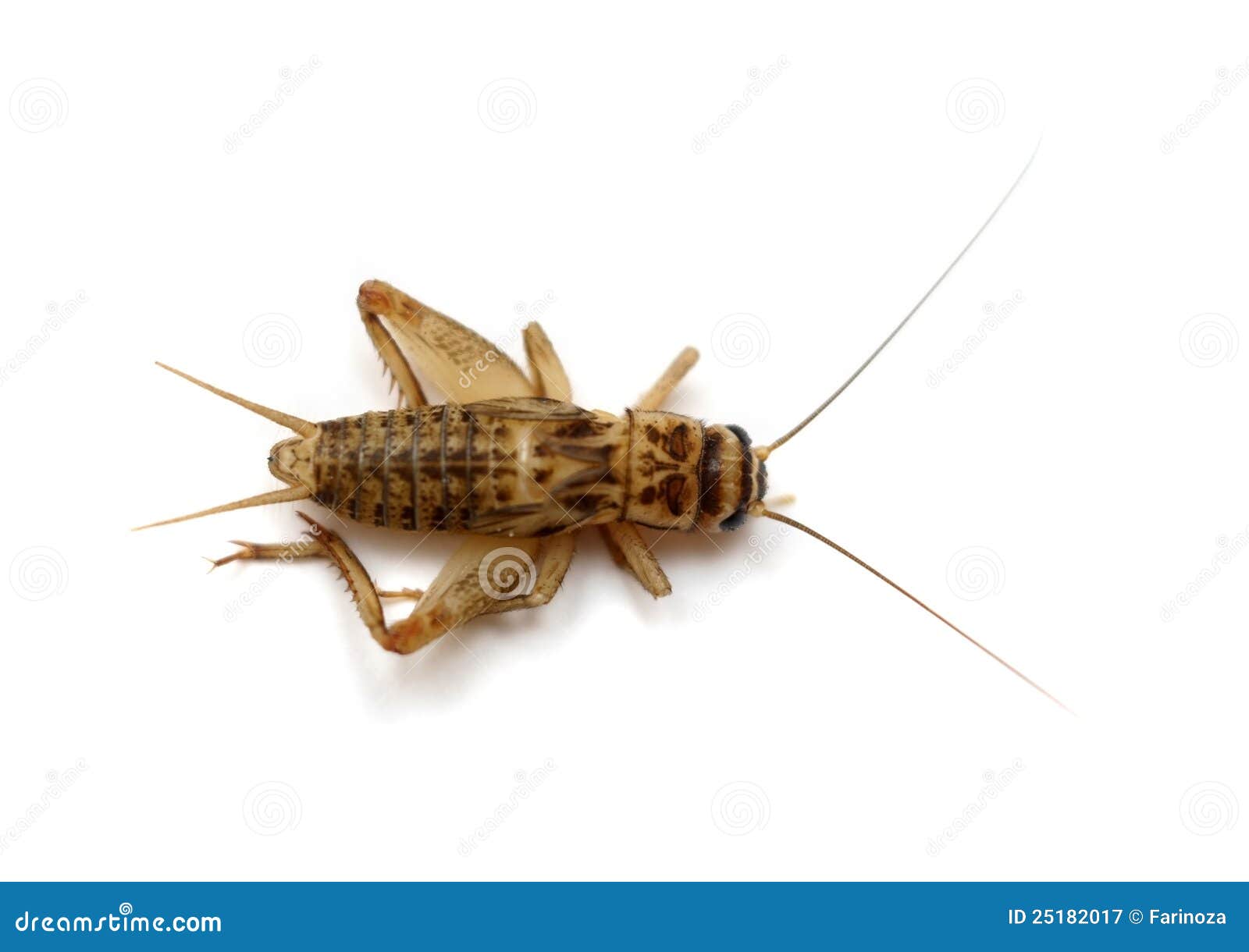 Grilo de casa comum imagem de stock. Imagem de inoperante - 25182017