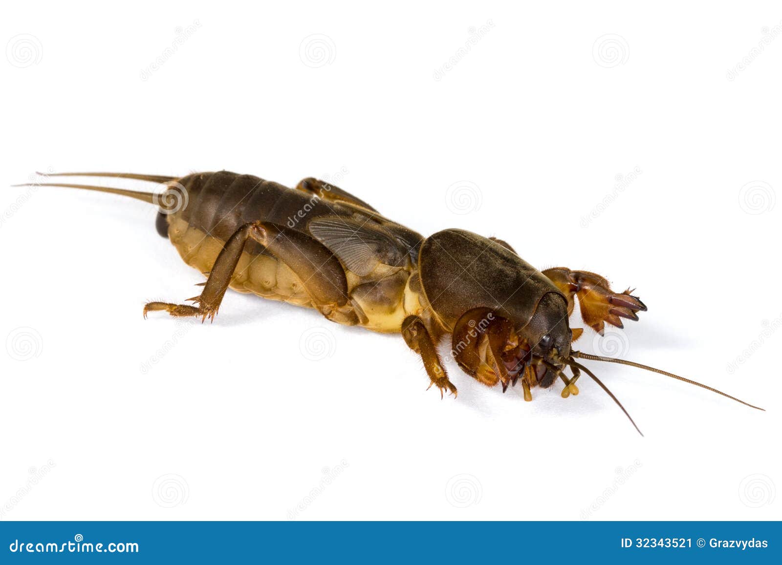 Grilo de toupeira imagem de stock. Imagem de entomologia - 32343521