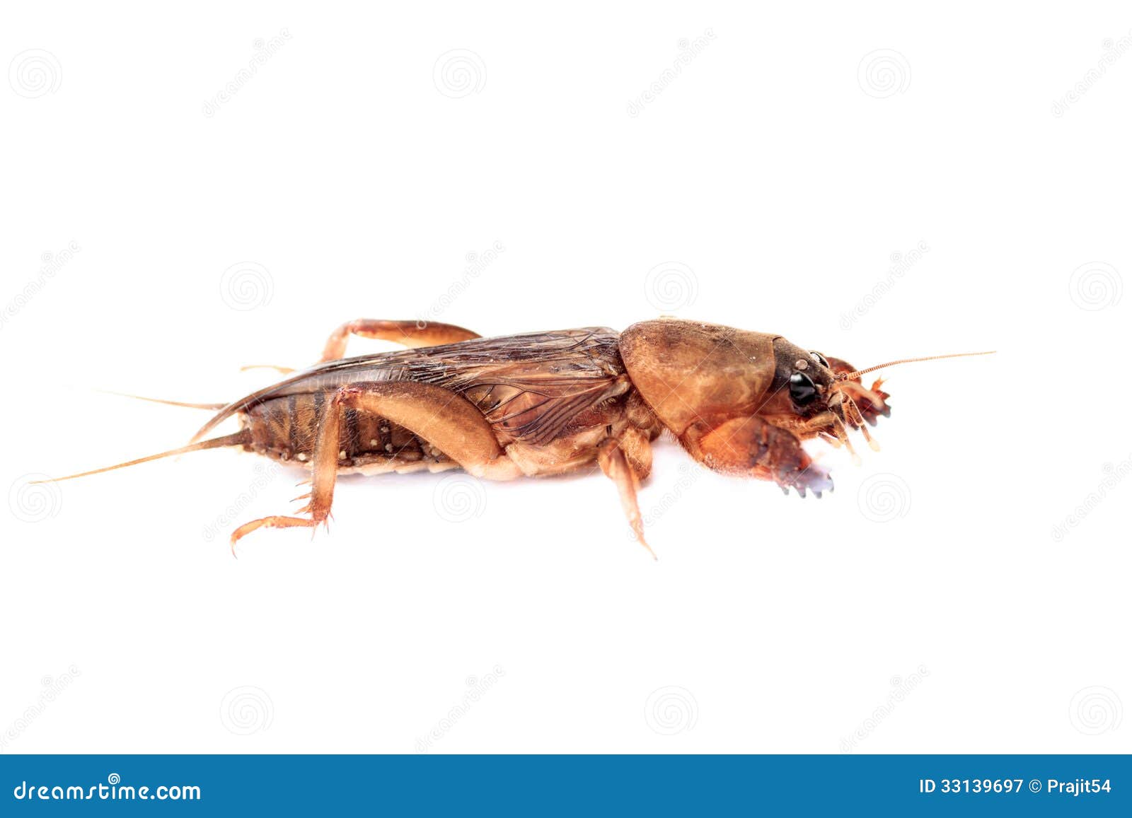 Grilo de toupeira imagem de stock. Imagem de praga, animal - 33139697