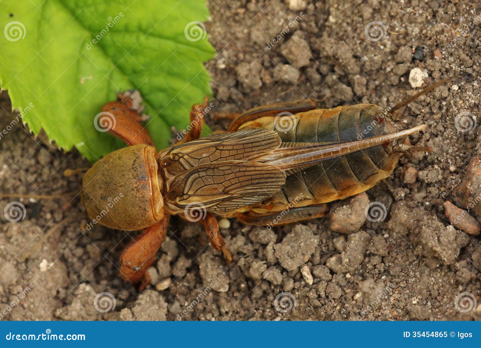 Grilo de toupeira. imagem de stock. Imagem de inseto - 35454865