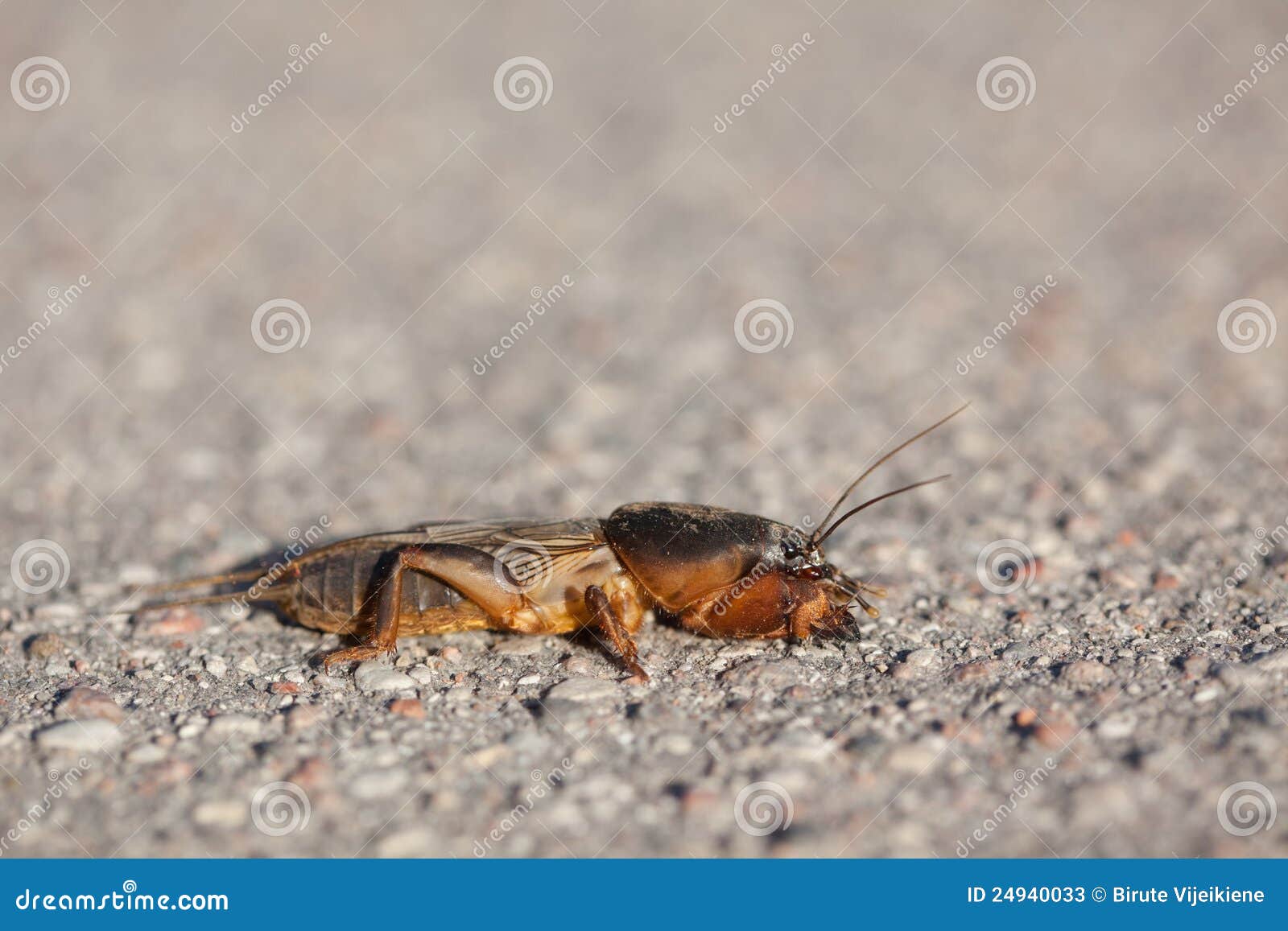 Grilo de toupeira europeu imagem de stock. Imagem de marrom - 24940033