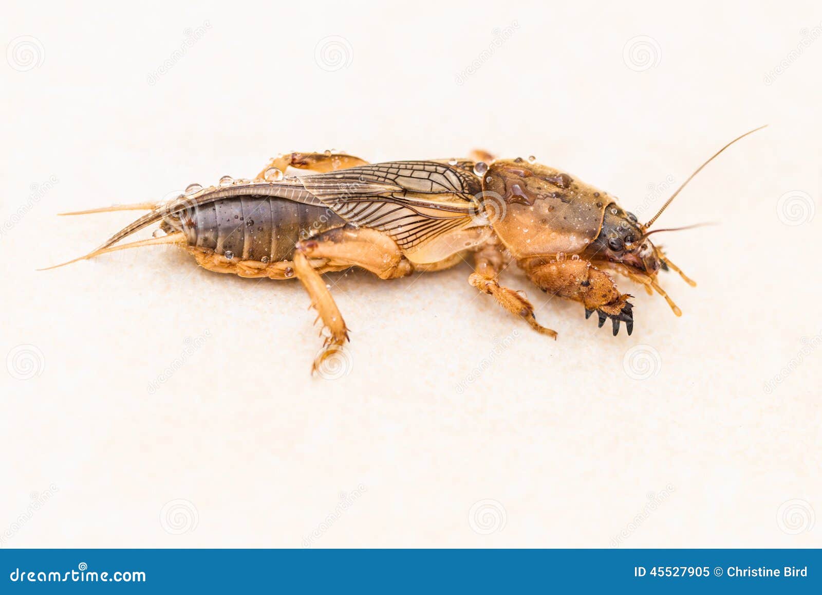 Grilo De Toupeira, Gryllotalpidae Imagem de Stock - Imagem de espanha ...