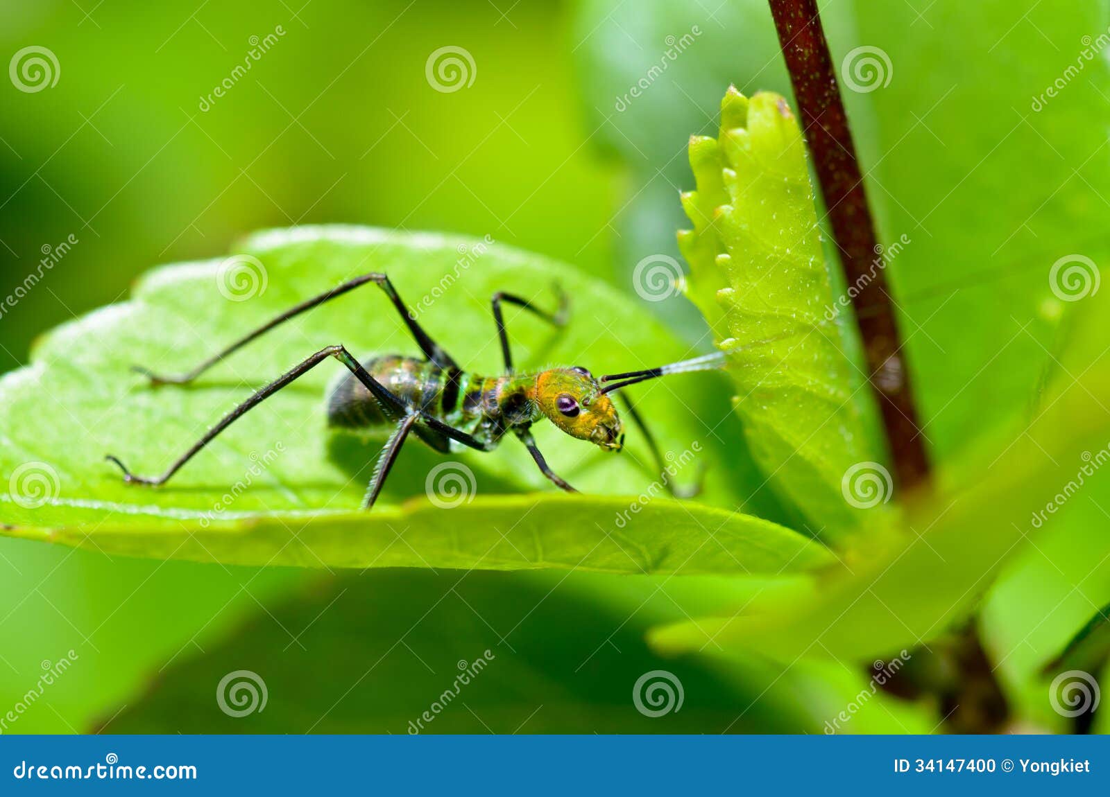 Grilo Formiga-simulado foto de stock. Imagem de horizontal - 34147400