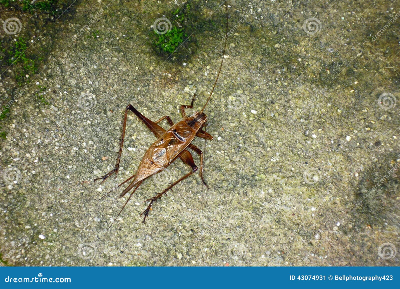 Grilo Gigante Stock Images - Download 223 Photos