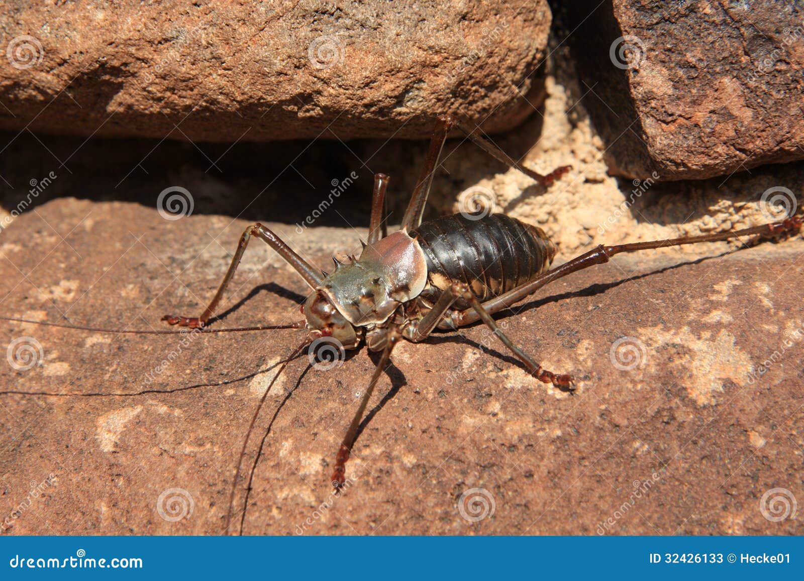 Grilo grande em Namíbia imagem de stock. Imagem de grilo - 32426133