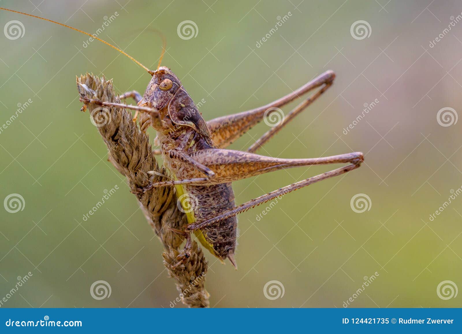 Grilo na grama marrom imagem de stock. Imagem de macho - 124421735