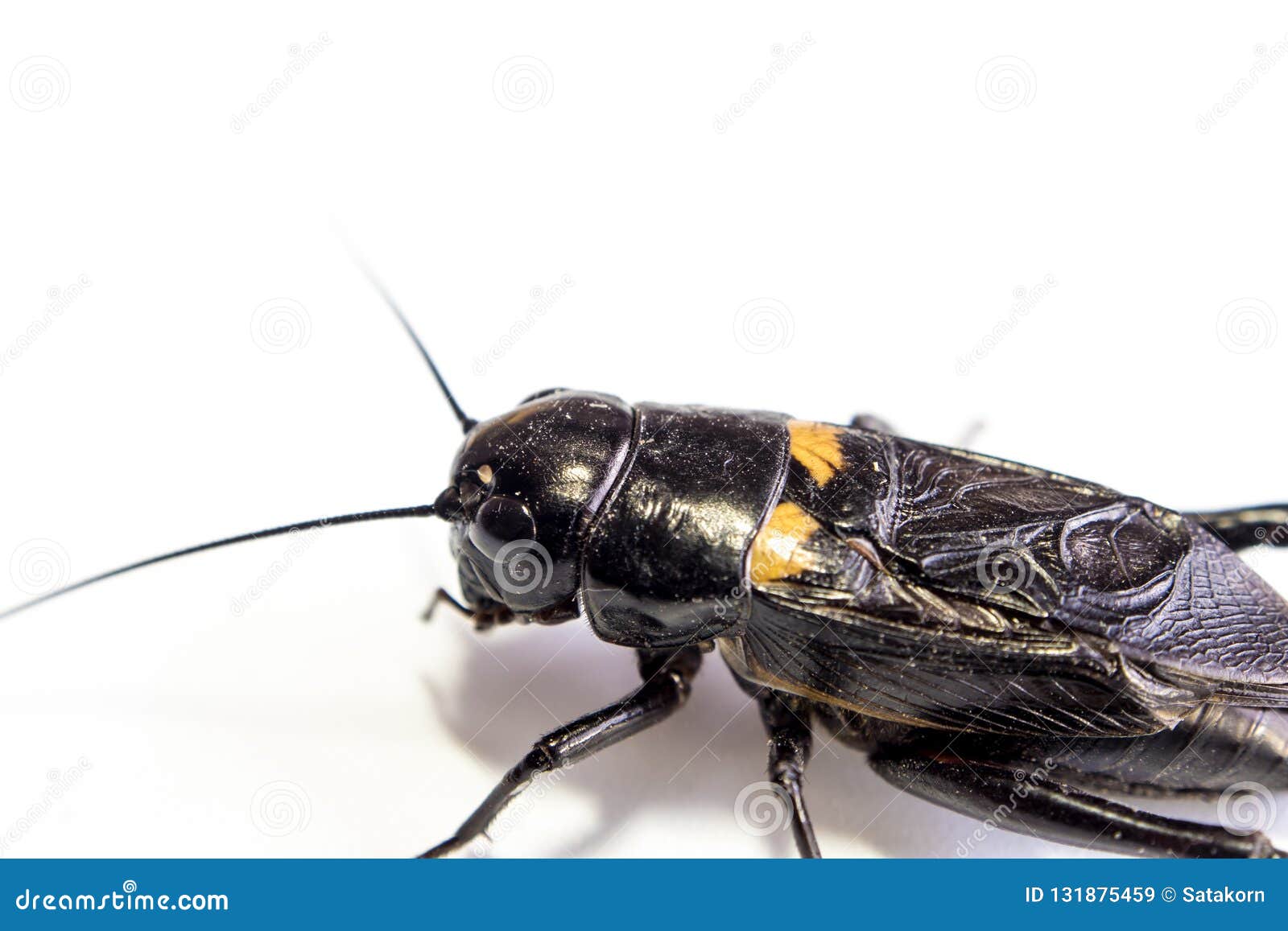 Grilo Preto Comum Inseto Isolado No Fundo Branco Imagem de Stock ...