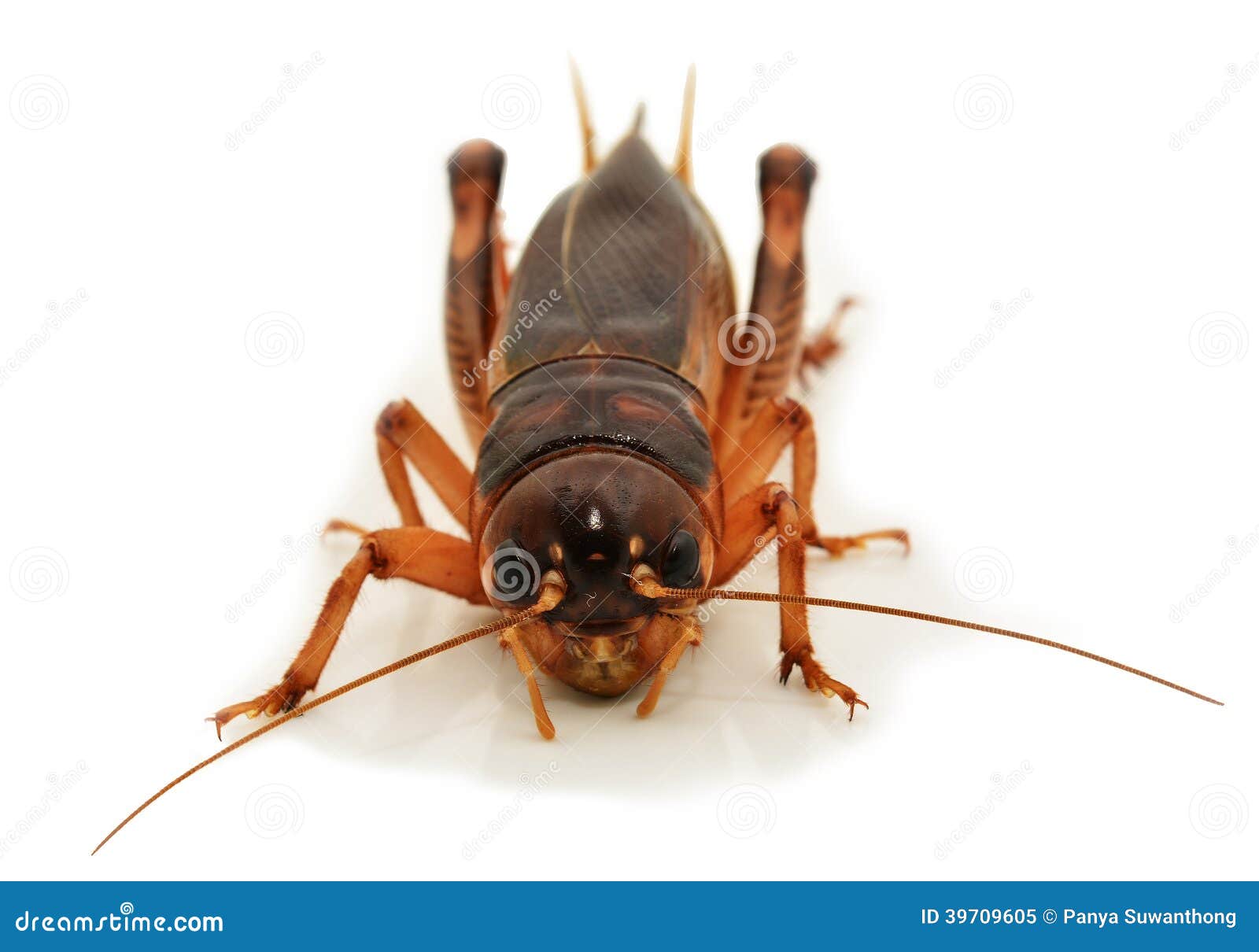 Grilo preto isolado imagem de stock. Imagem de campo - 39709605