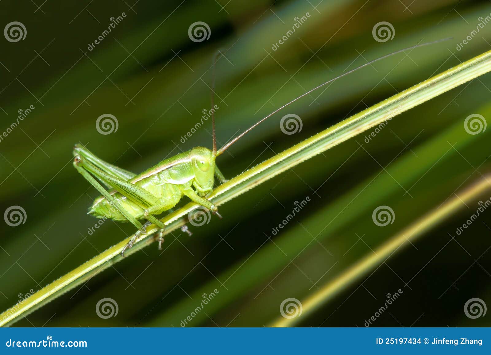 Grilo verde foto de stock. Imagem de insetos, animal - 25197434