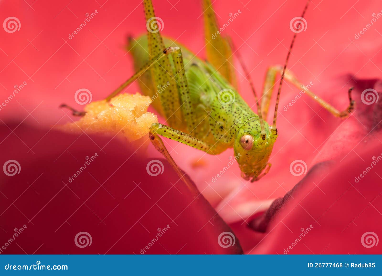 Grilo verde foto de stock. Imagem de antena, fauna, erro - 26777468