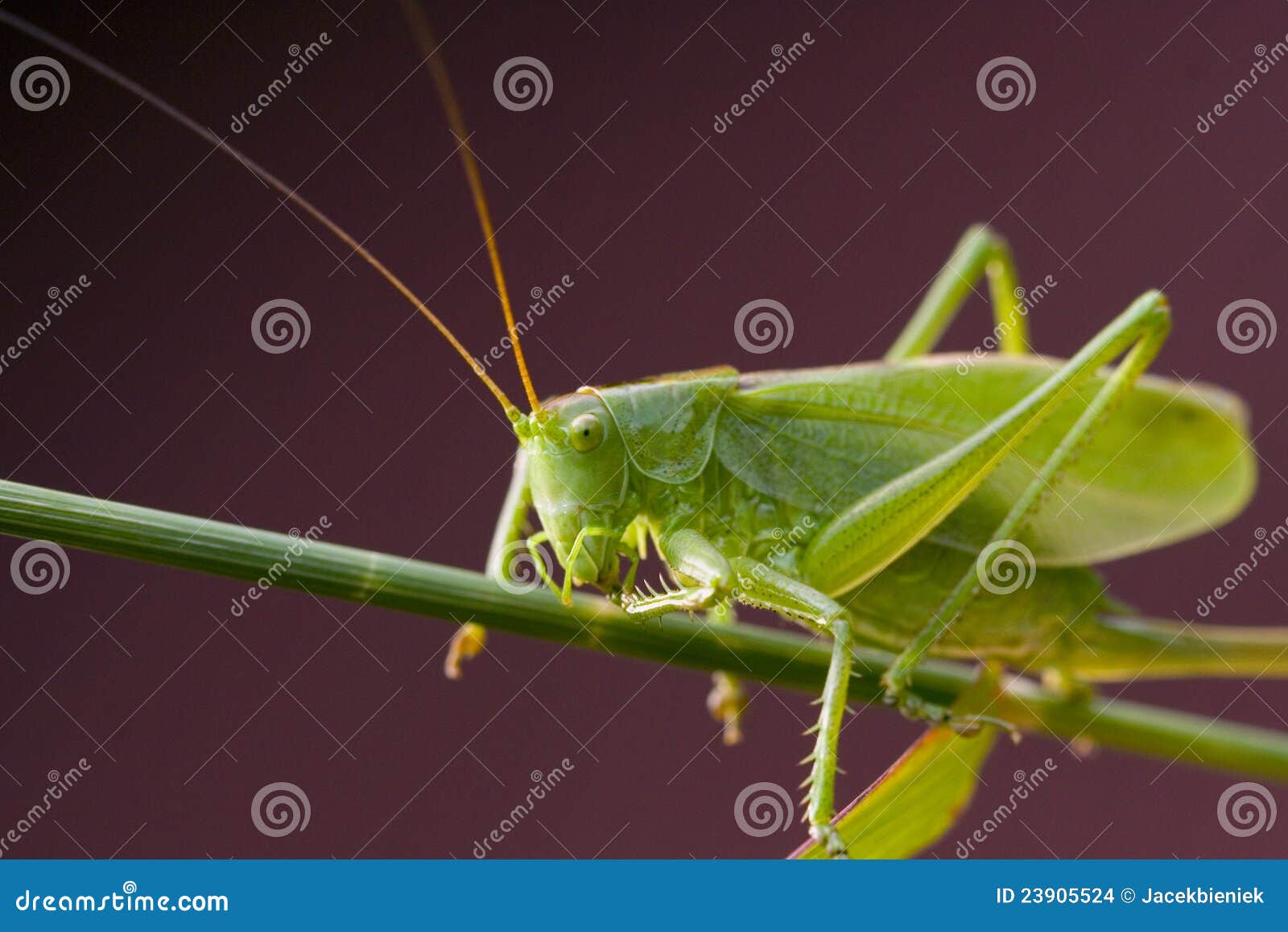 Grilo verde do arbusto foto de stock. Imagem de pés, asas - 23905524