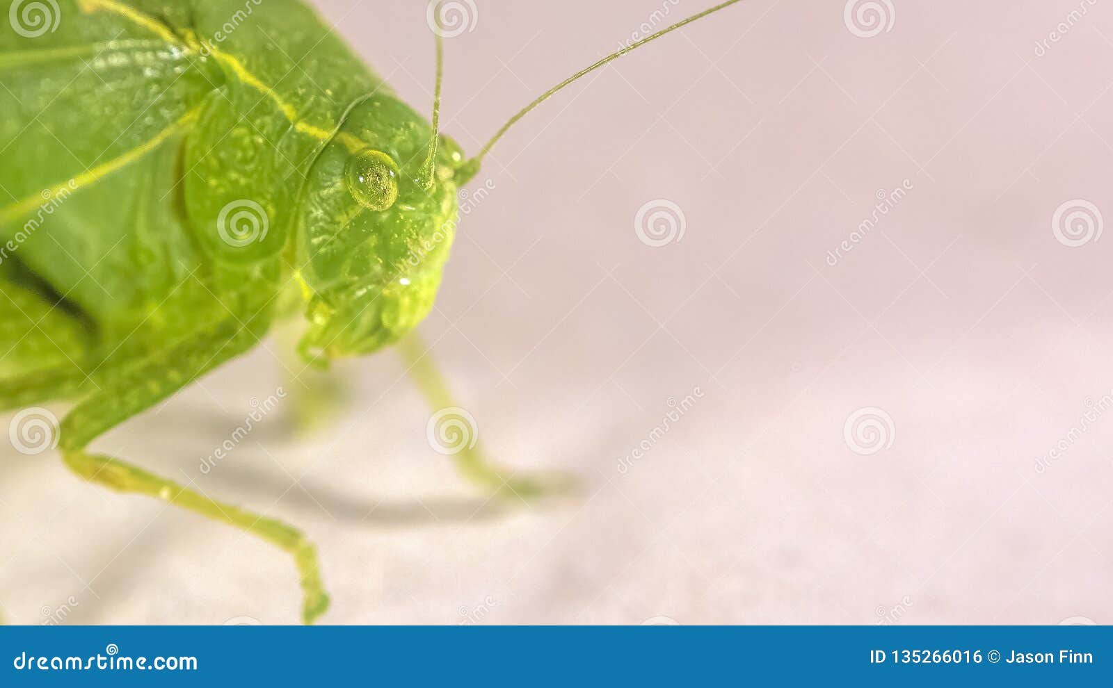 Grilo Verde Do Arbusto Com Antenas Filamentous Foto de Stock - Imagem ...