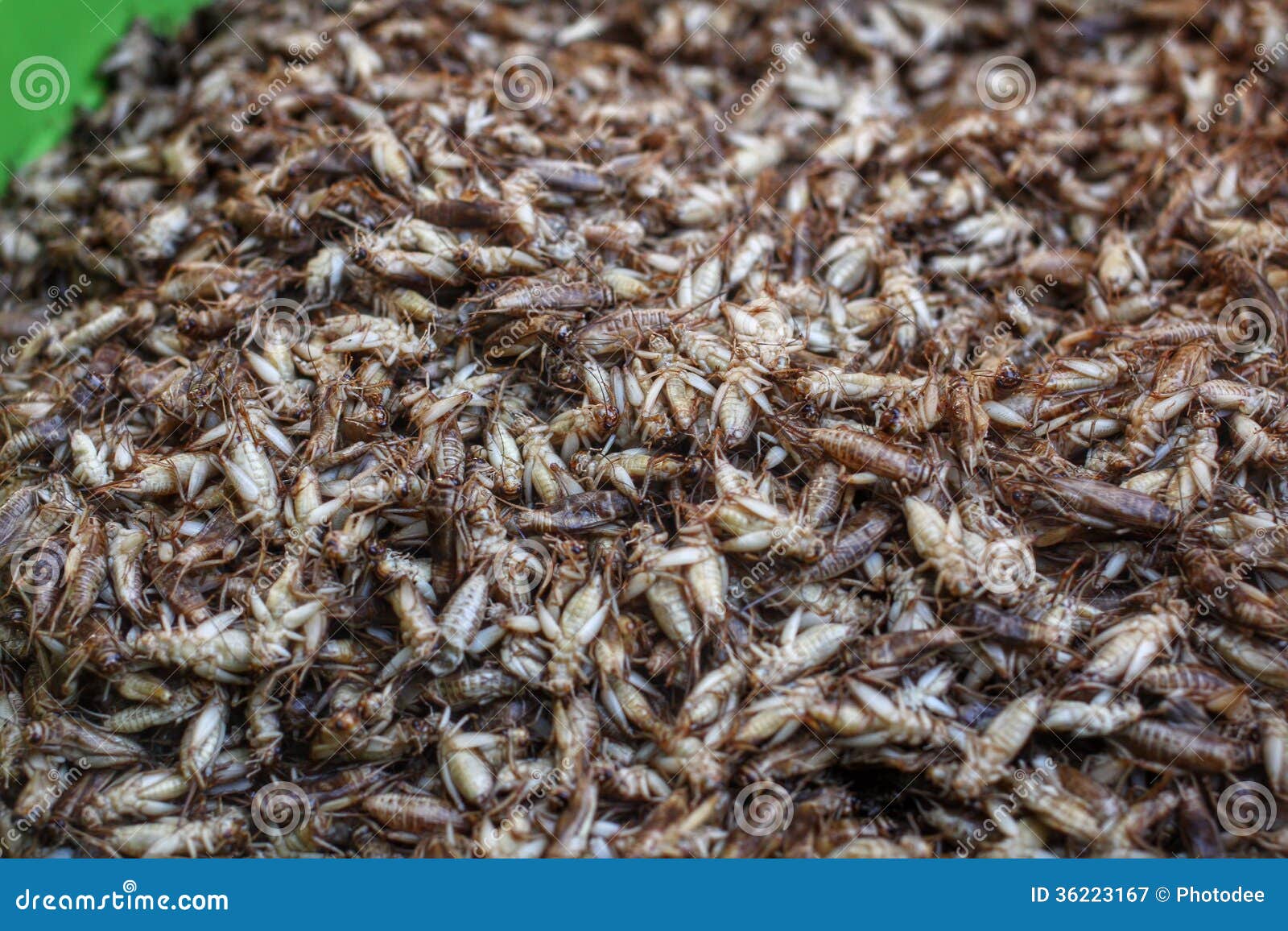 Grilos fritados imagem de stock. Imagem de jantar, pilha - 36223167