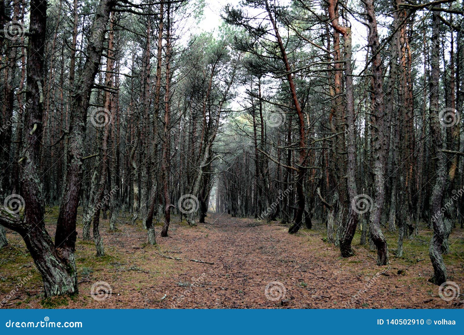 Grim forest in autumn stock photo. Image of nature, landscape - 140502910