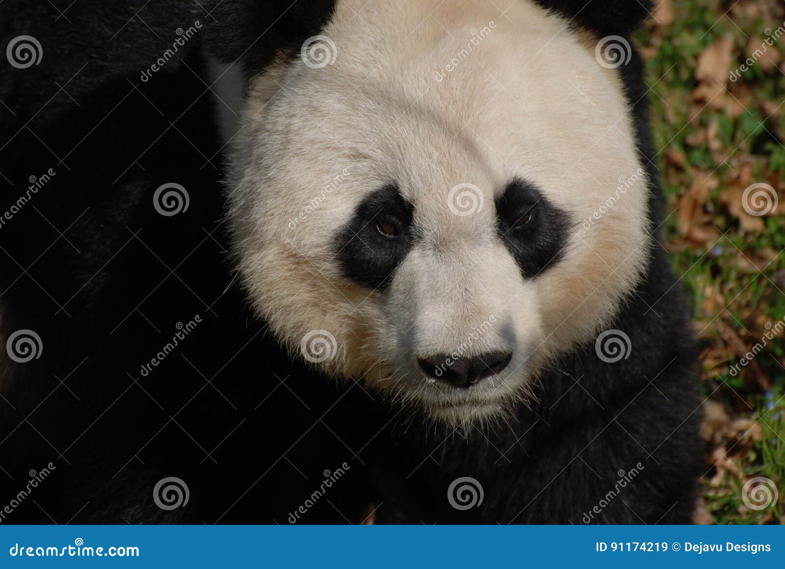 Grim Facial Expression on the Face of a Giant Panda Bear Stock Image ...