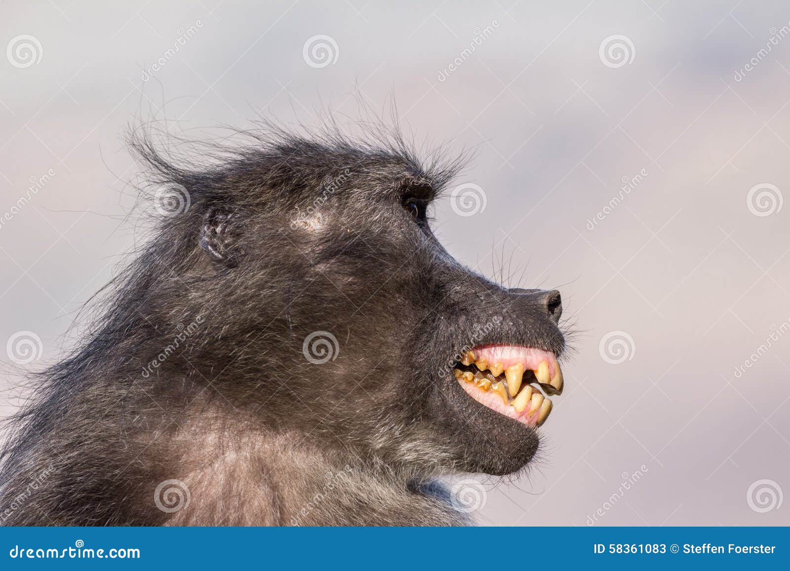 Grimace De Crainte De Babouin Image stock - Image du singe, primat ...