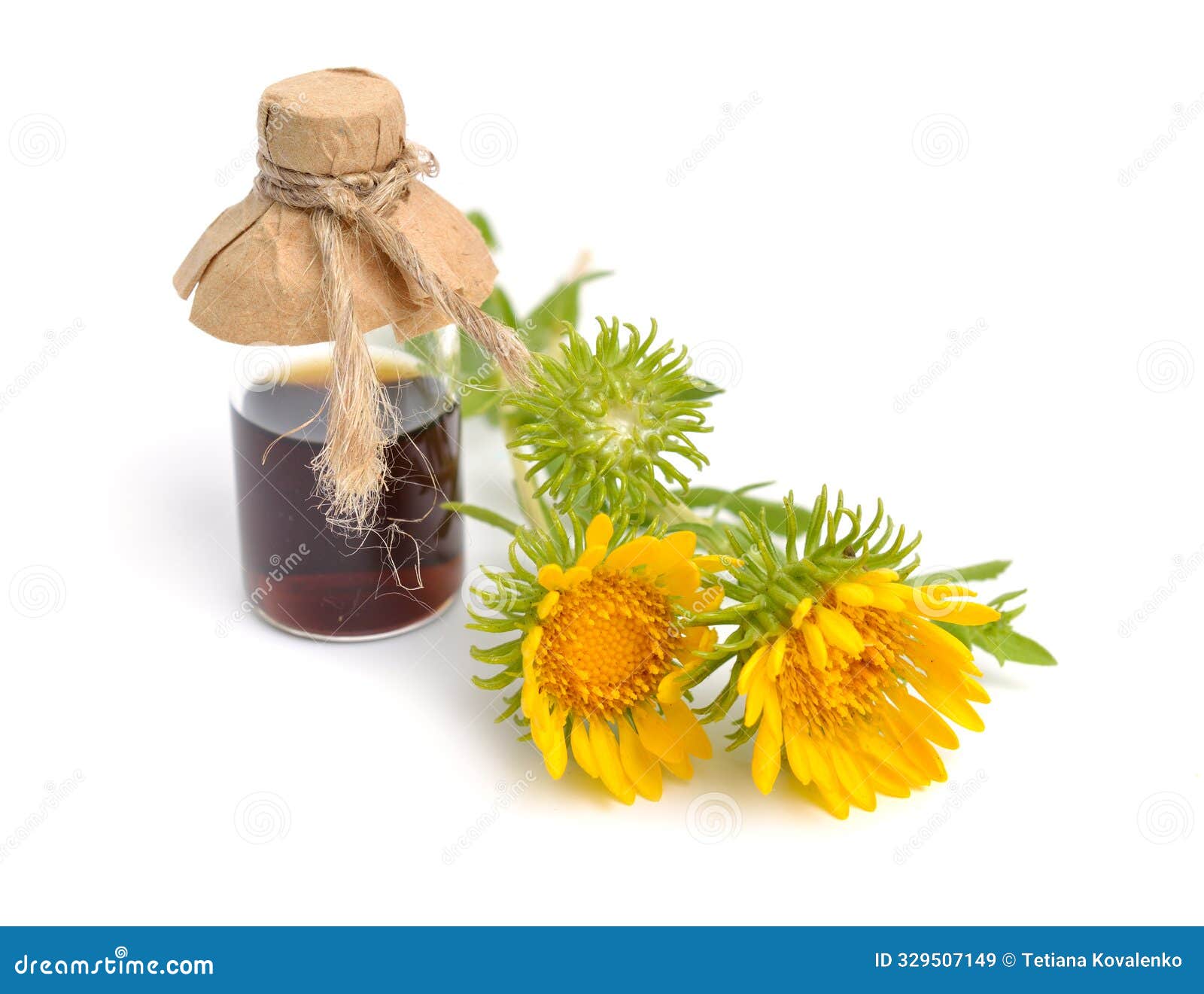 Grindelia Squarrosa, Also Known As a Curly-top Gumweed or Curlycup ...