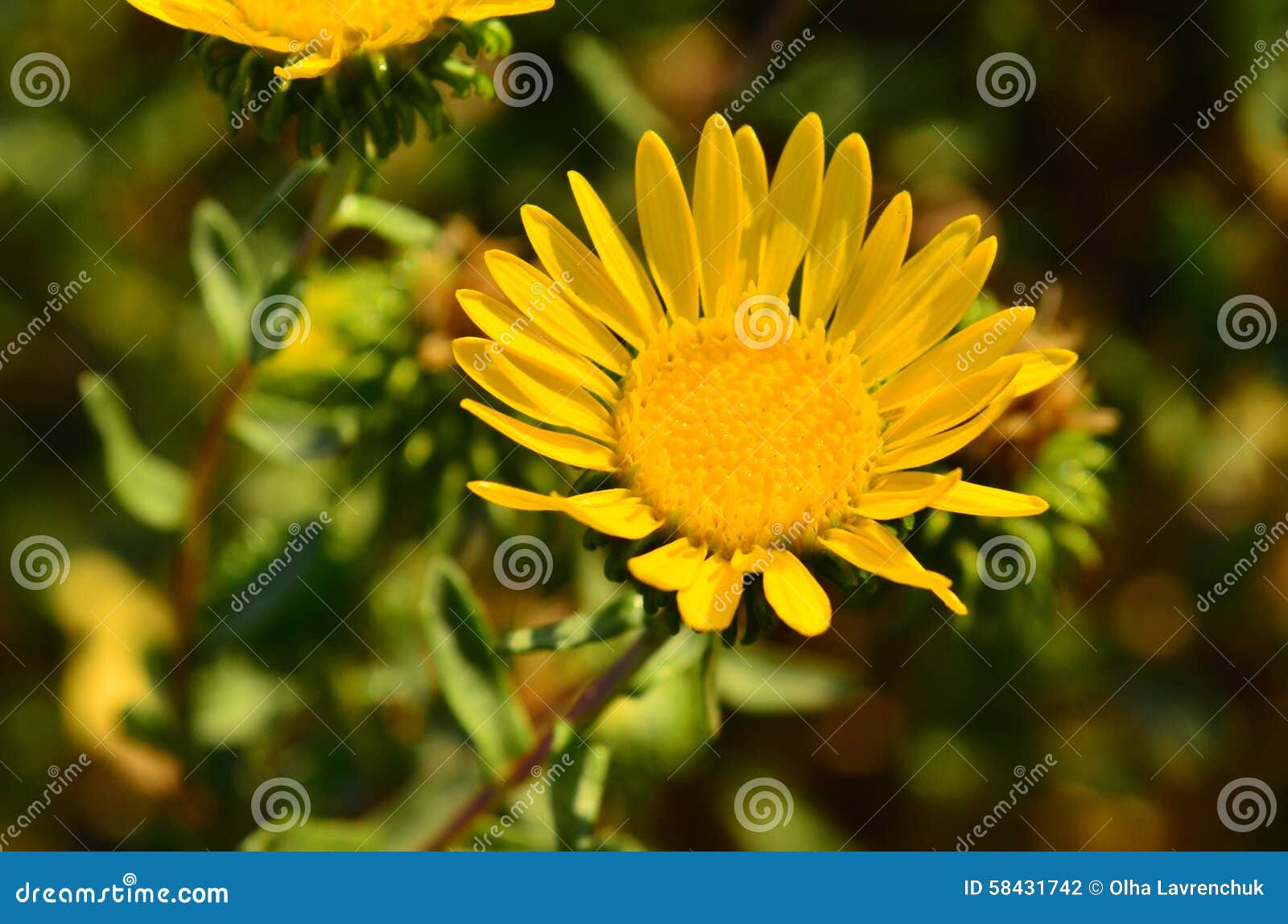 Grindelia squarrosa stock photo. Image of herbal, native - 58431742
