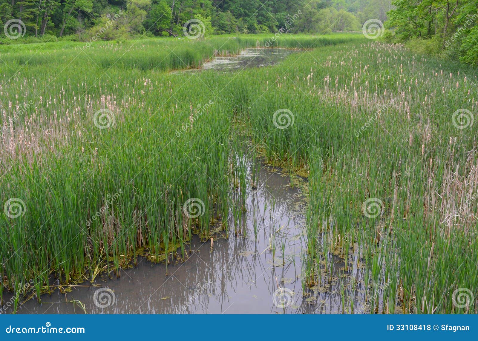 Grindstone Marsh Burlington Stock Photo - Image of nature, ontario ...