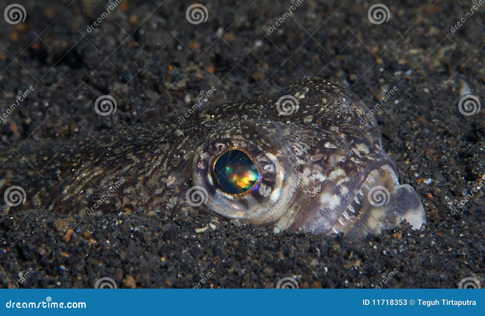 Grinner pintado imagen de archivo. Imagen de indonesia - 11718353