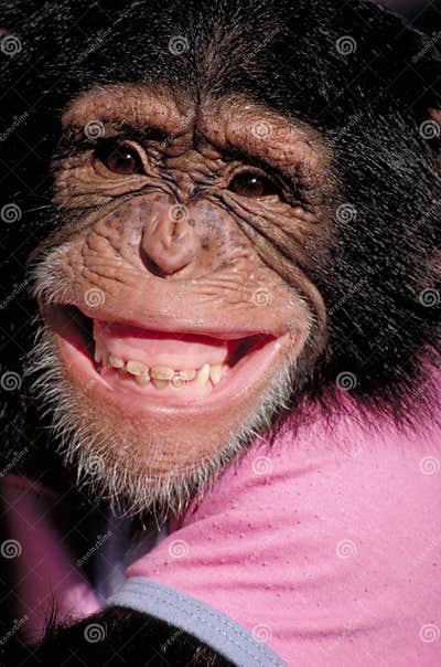 Grinning chimp stock photo. Image of happy, close, wildlife - 2207934