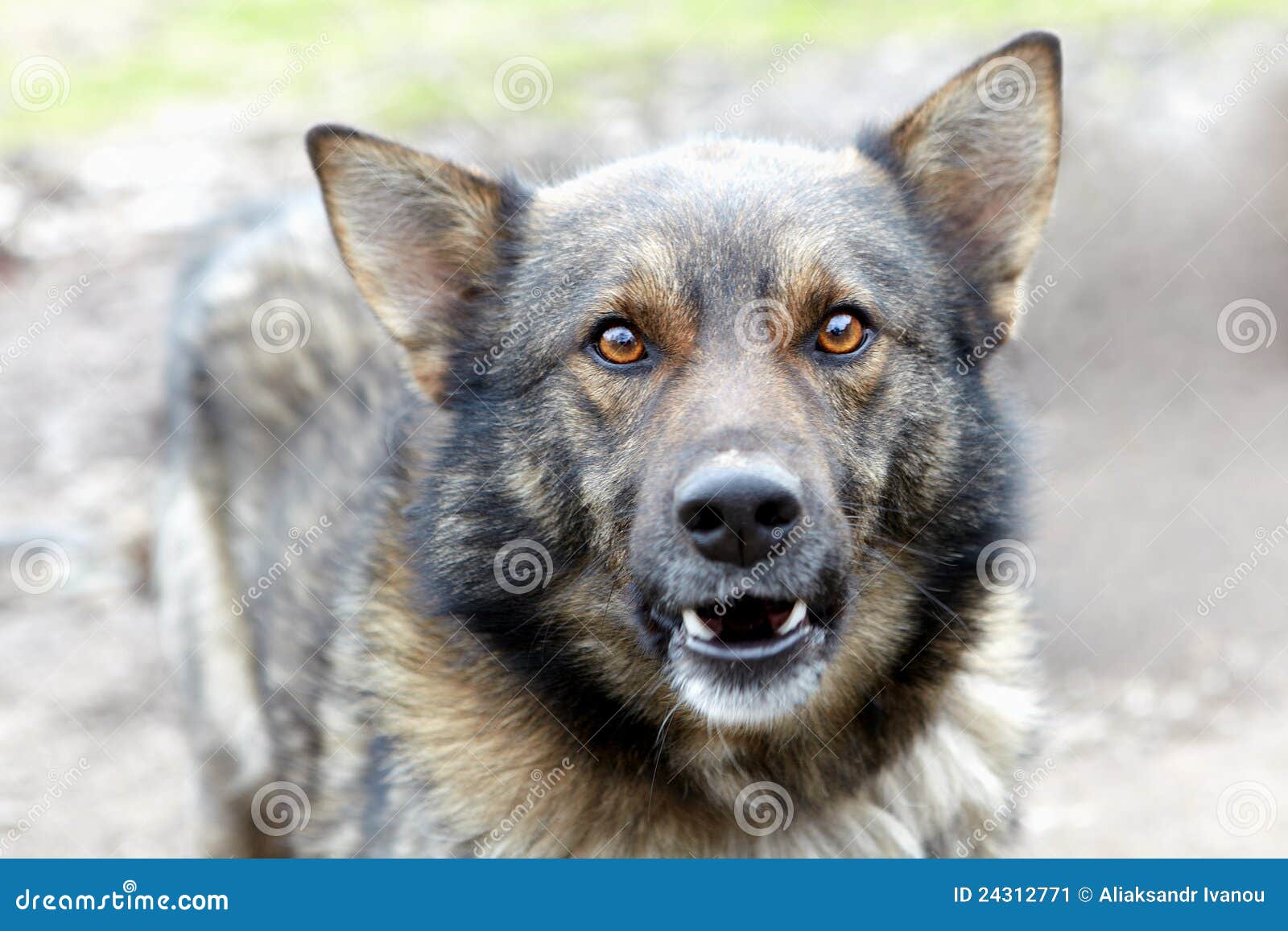 Grinning dog. stock image. Image of looking, grin, emoticon - 24312771