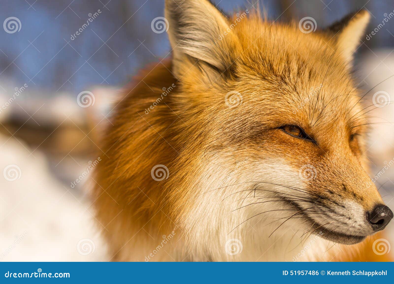 Grinning Fox stock photo. Image of vulpes, hunter, home - 51957486