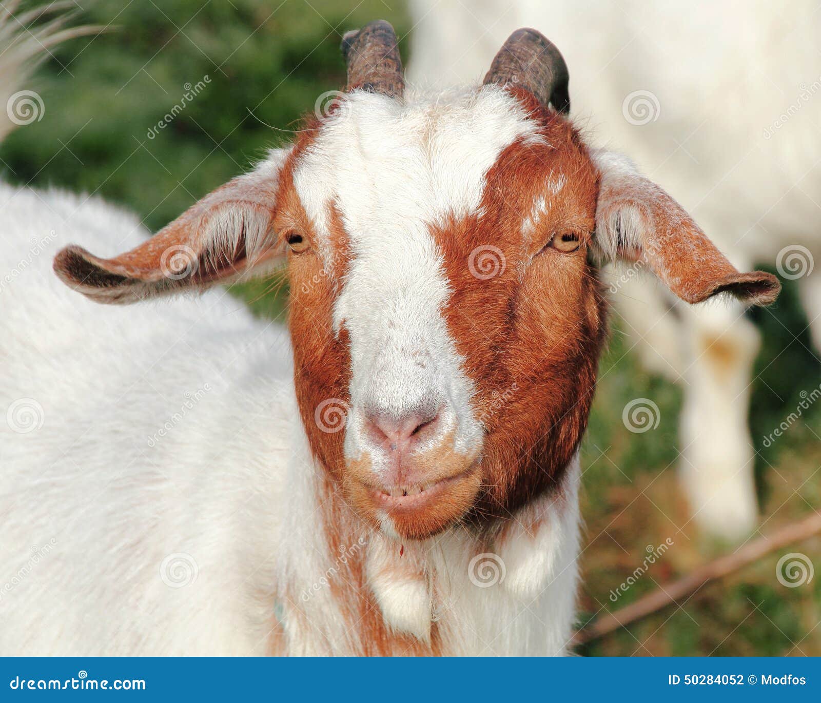 Grinning Goat stock photo. Image of full, white, smiling - 50284052
