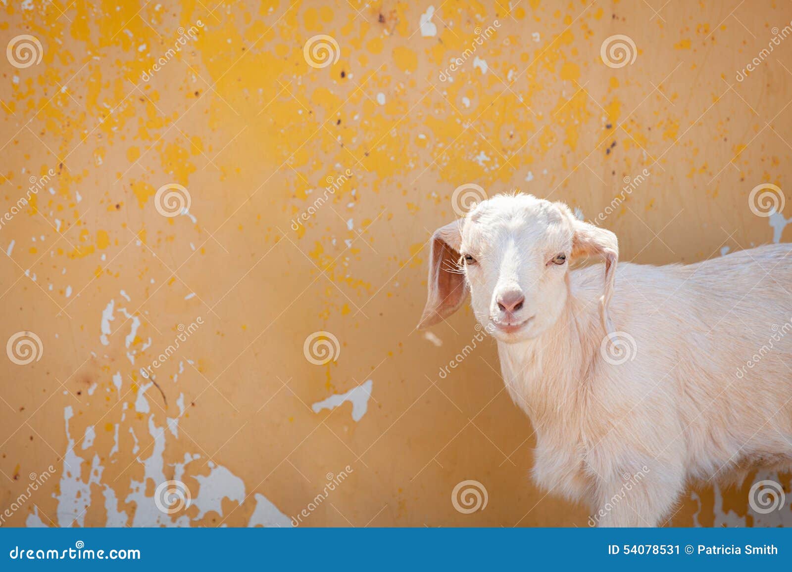 A grinning goat stock image. Image of happy, grinning - 54078531