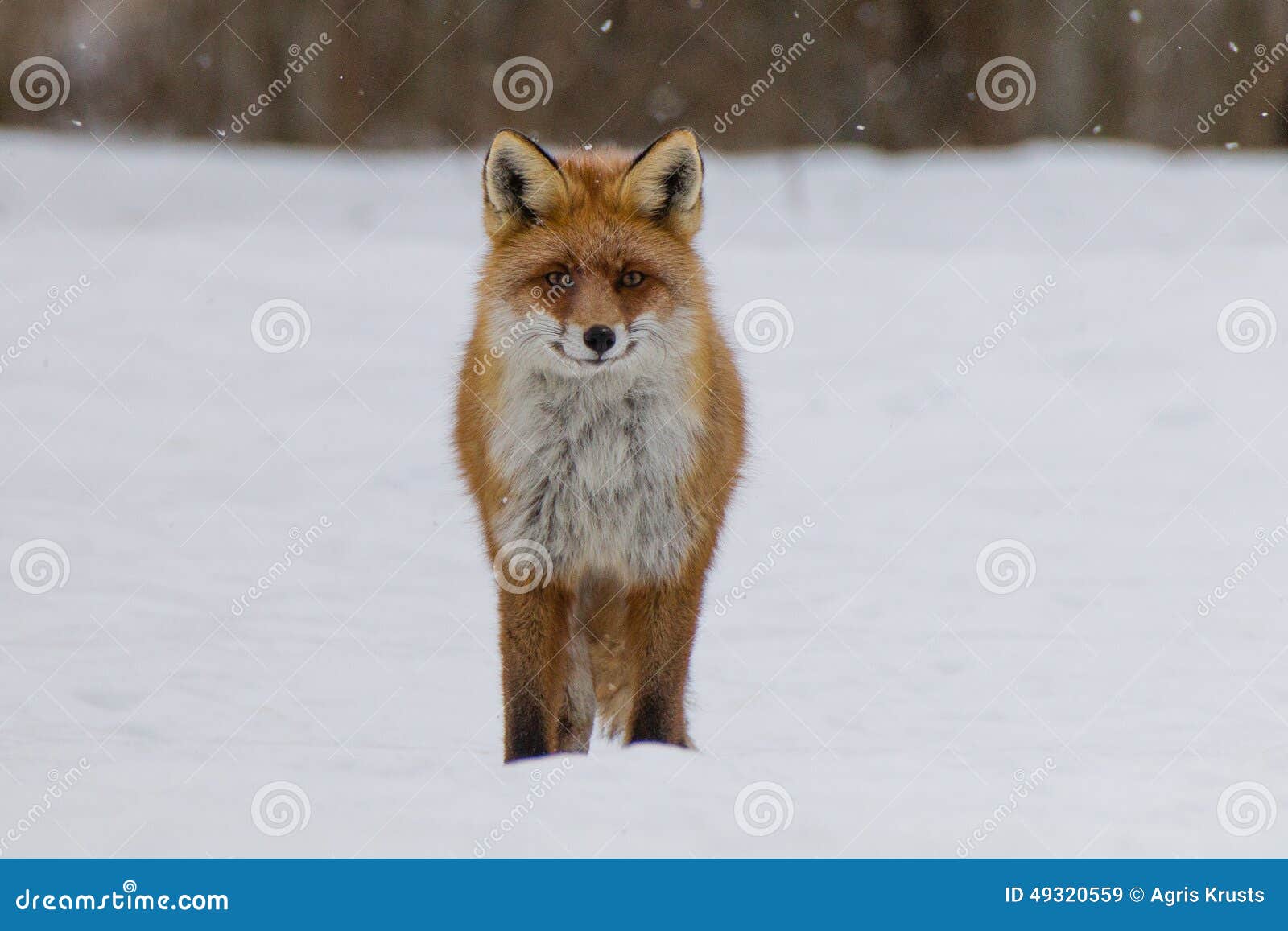 Grinning red fox stock image. Image of vulpes, wildlife - 49320559
