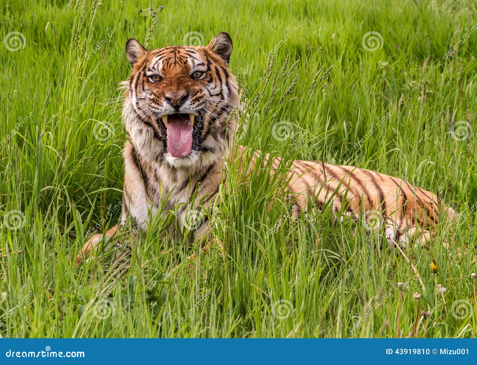Grinning Tiger stock photo. Image of wild, asia, camera - 43919810
