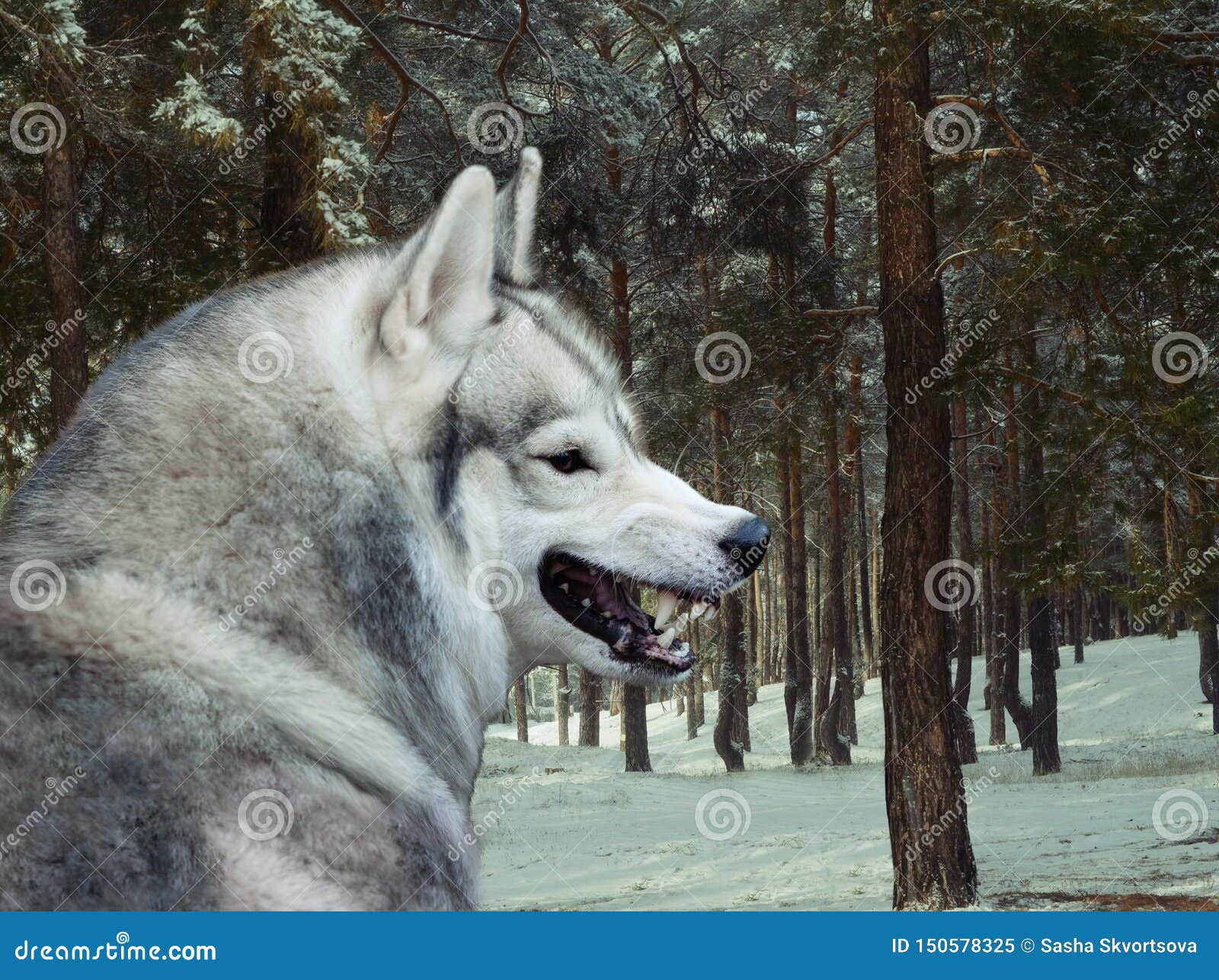 Angry Gray Wolf in Winter Forest Stock Image - Image of wolf ...