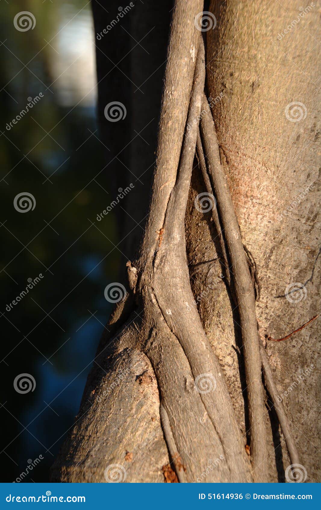 Gripped stock photo. Image of dark, coexist, grip, tree - 51614936