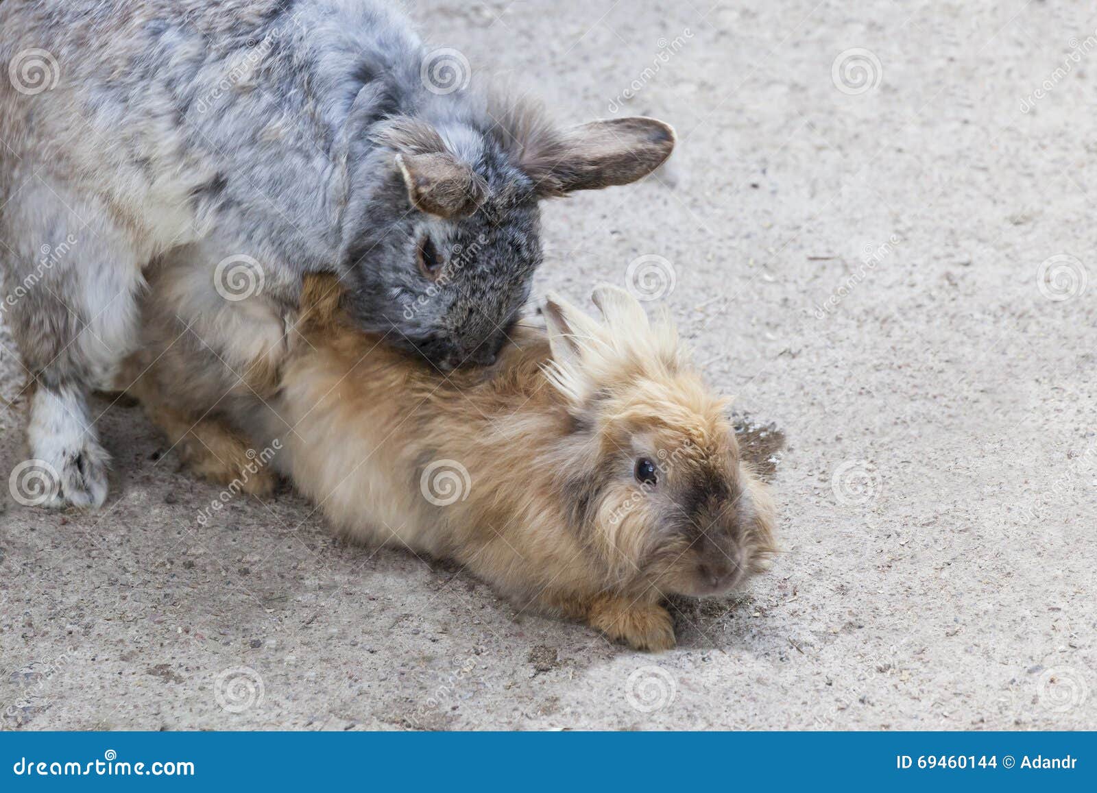 Gris Hermoso Dos Copulating Un Conejo Foto de archivo - Imagen de ...