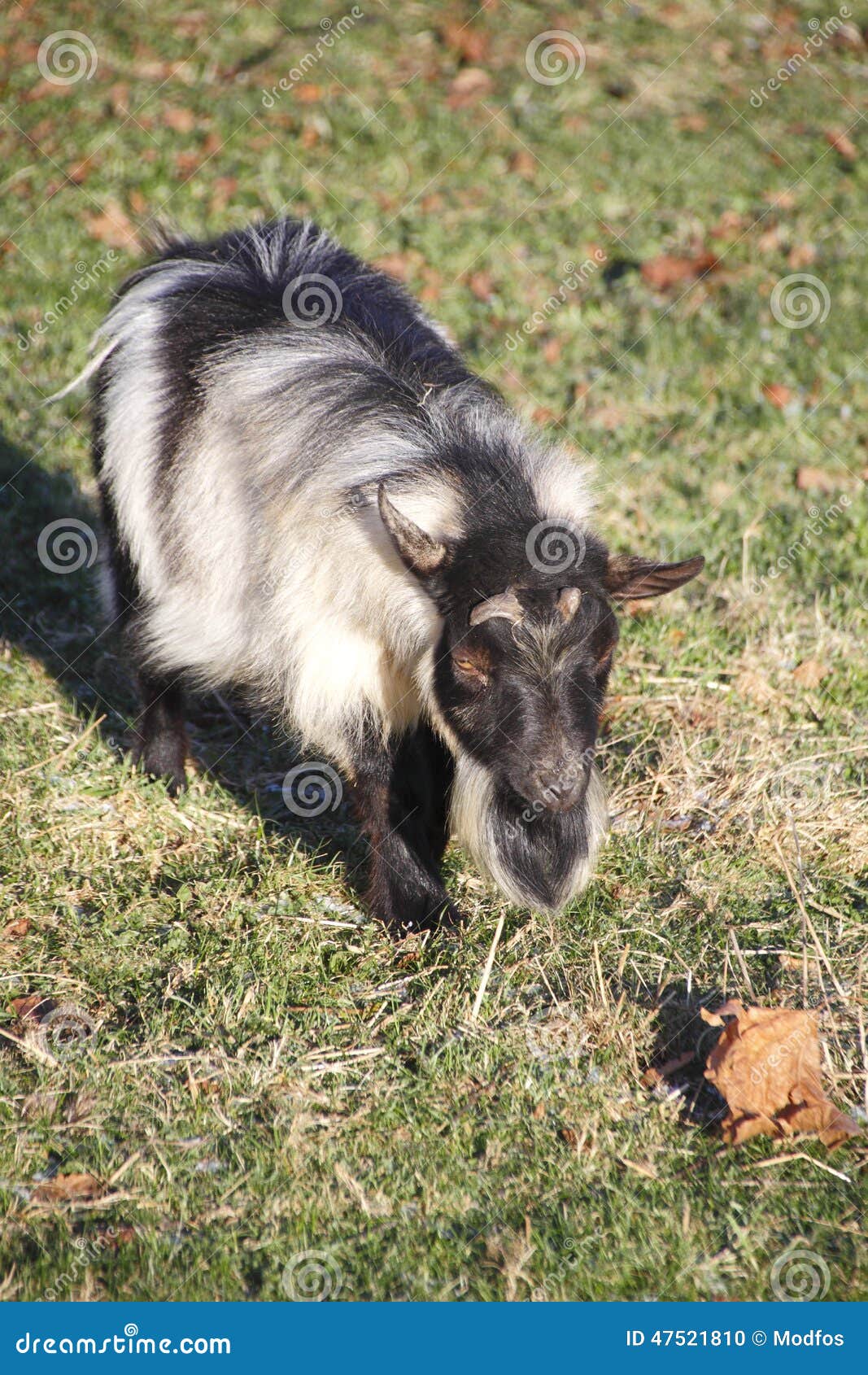 Grisons Striped goat stock photo. Image of field, angle - 47521810