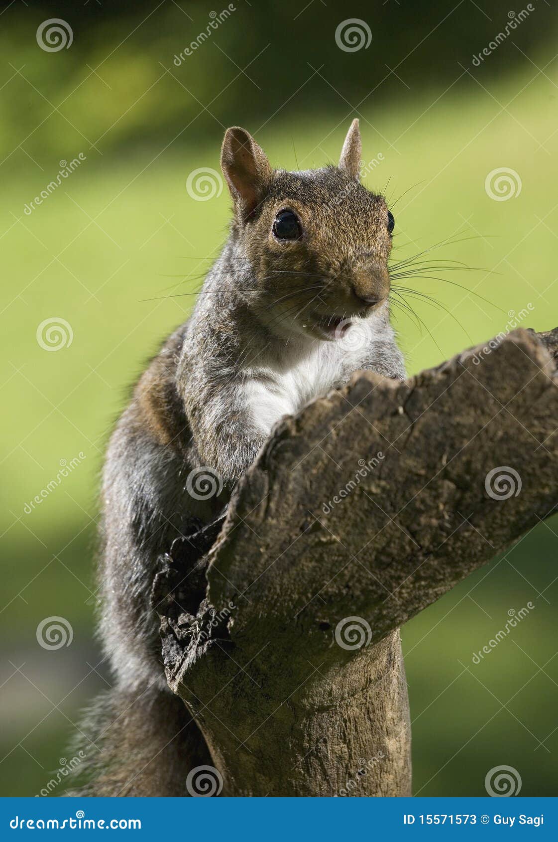 Gritando o esquilo imagem de stock. Imagem de marrom - 15571573