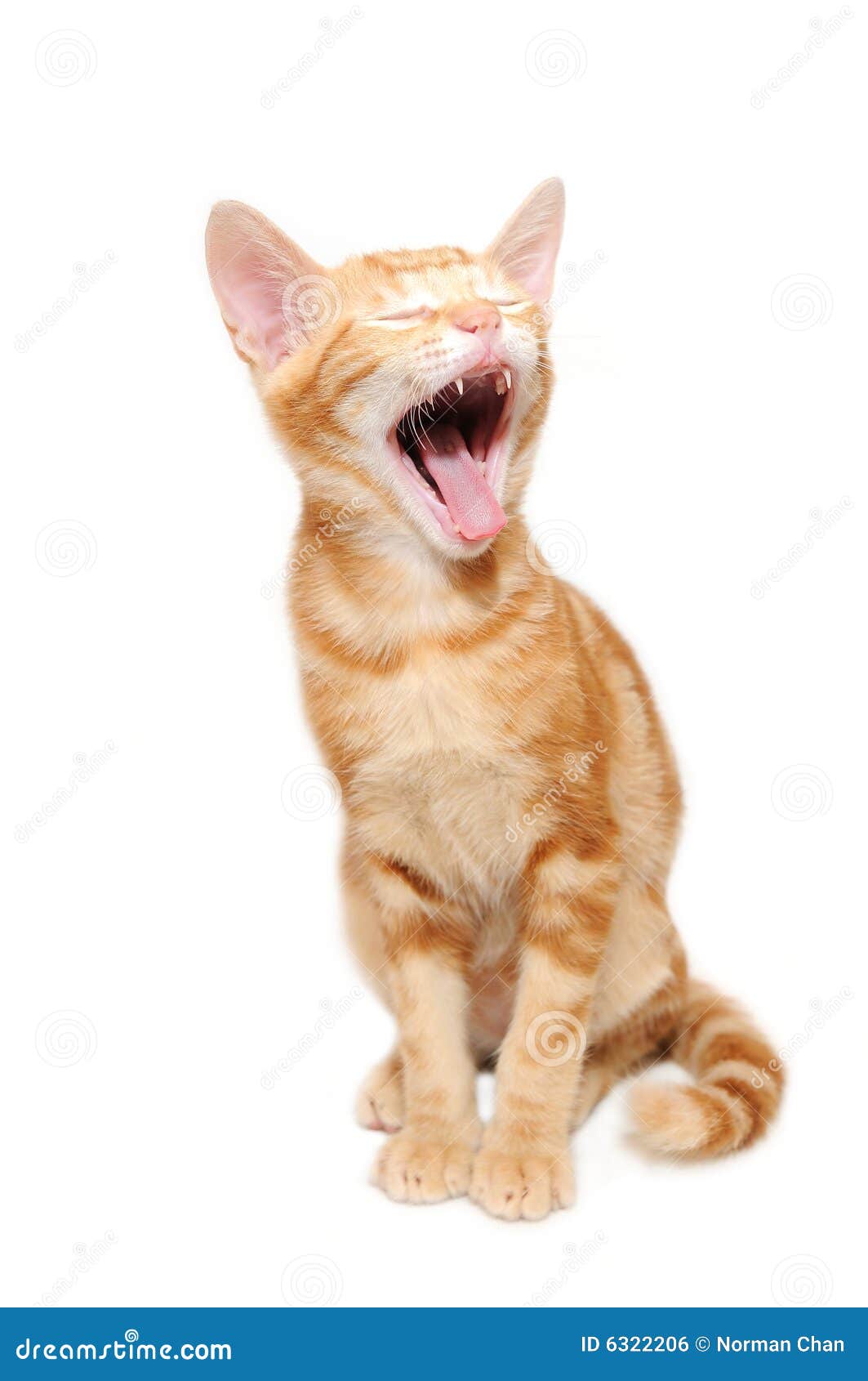 Gritando O Gatinho Alaranjado Do Tabby Foto de Stock - Imagem de ...