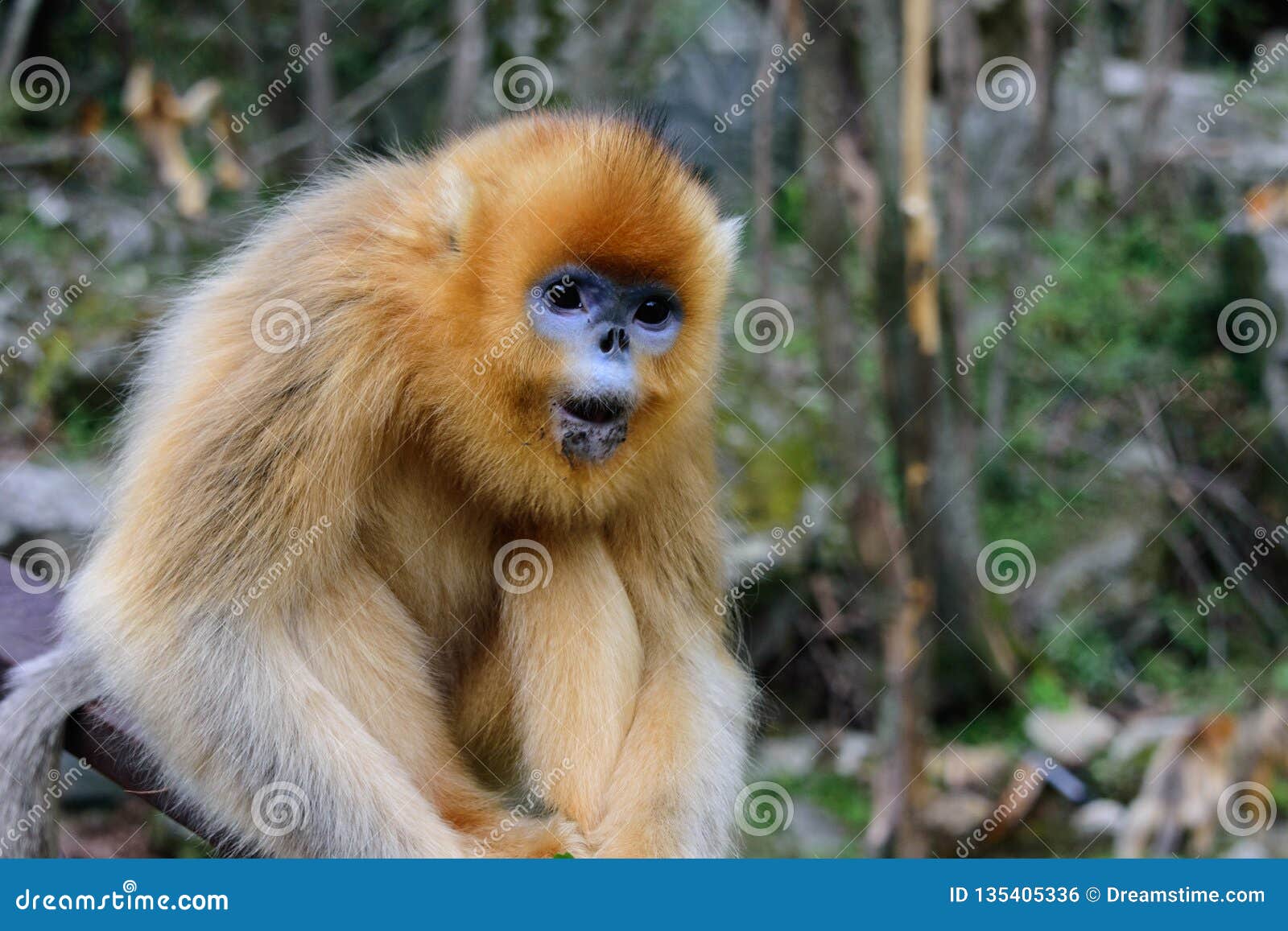 Gritar De Nariz Arrebitado Dourado Do Macaco Foto de Stock - Imagem de ...