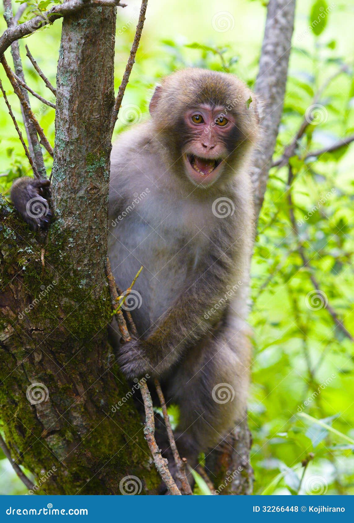 Gritar do macaco foto de stock. Imagem de wildlife, verde - 32266448