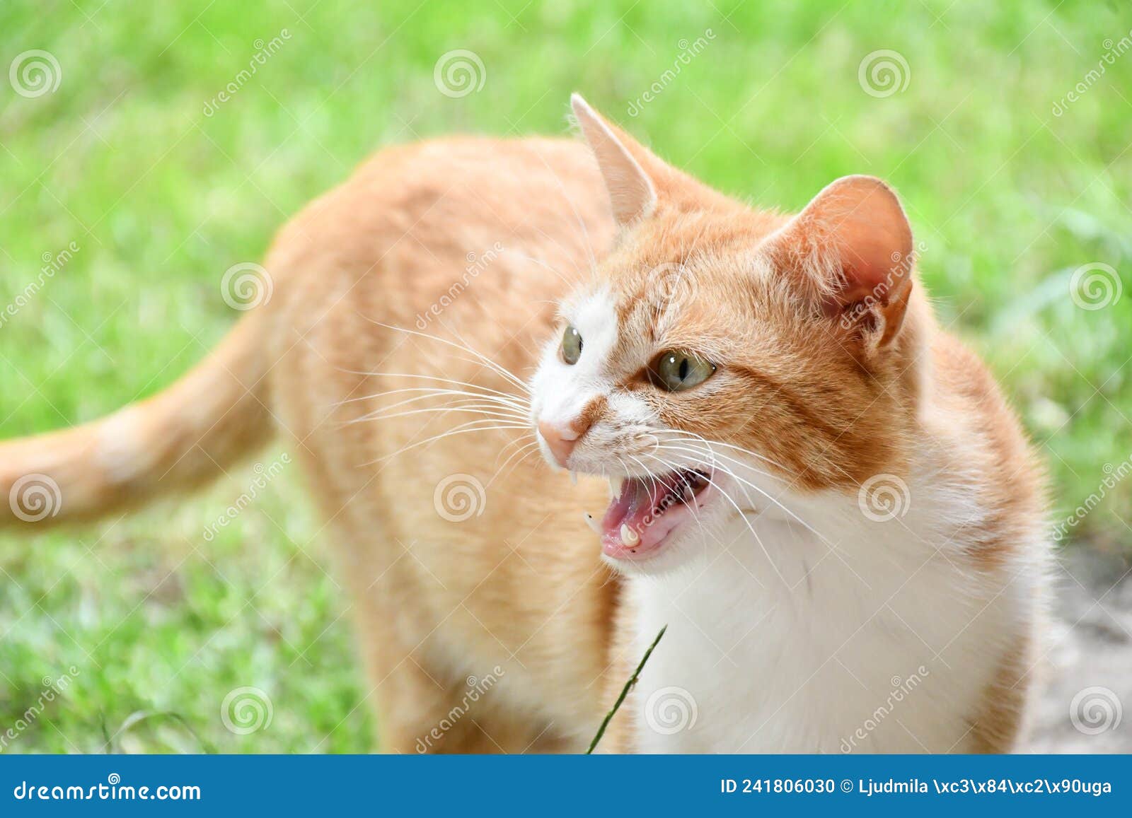 Grito de gato enojado foto de archivo. Imagen de enojado - 241806030
